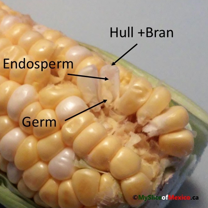 Corn Flour and Masa 101 – My Slice of Mexico
