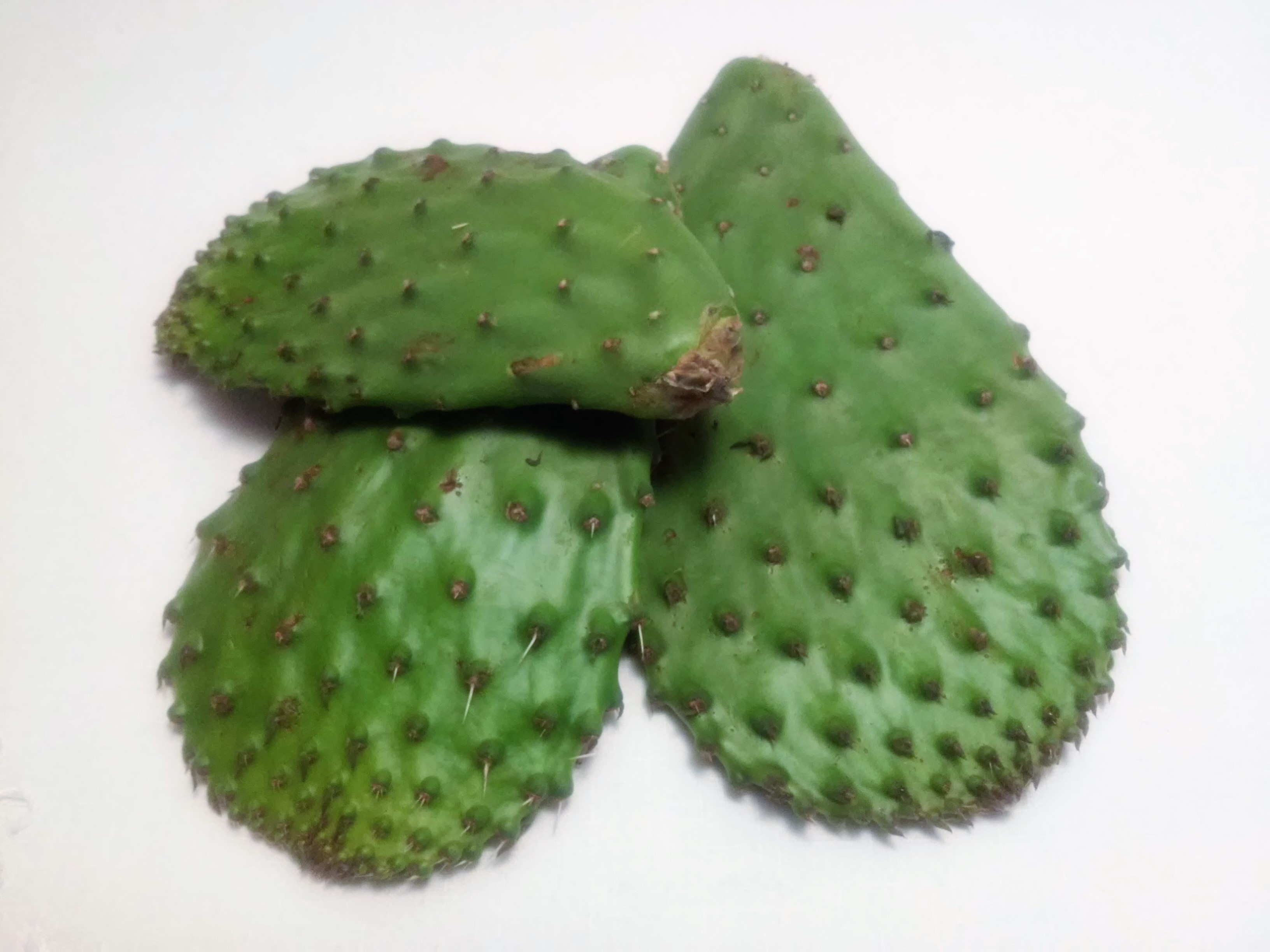 Paddle Cactus – Nopales – My Slice of Mexico