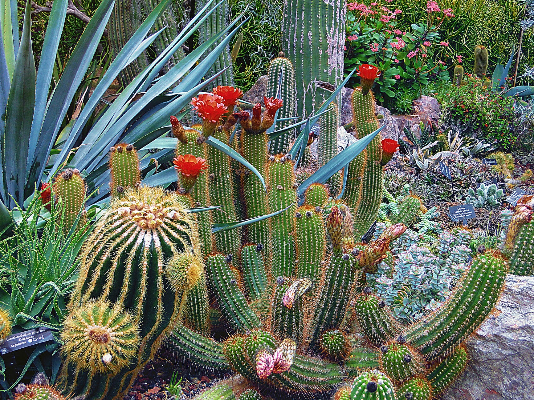 Pitaya and Pitahaya – My Slice of Mexico