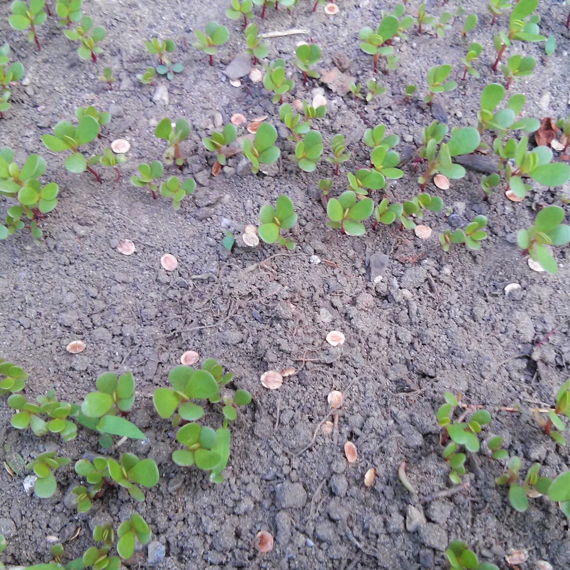 Parsnip – A Full Life Cycle – My Slice of Mexico