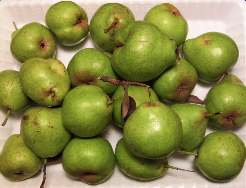 Urban Pears – Sweet and Precious – My Slice of Mexico