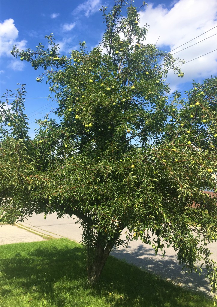 Urban Pears – Sweet and Precious – My Slice of Mexico