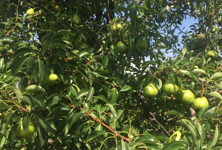 Urban Pears – Sweet and Precious – My Slice of Mexico