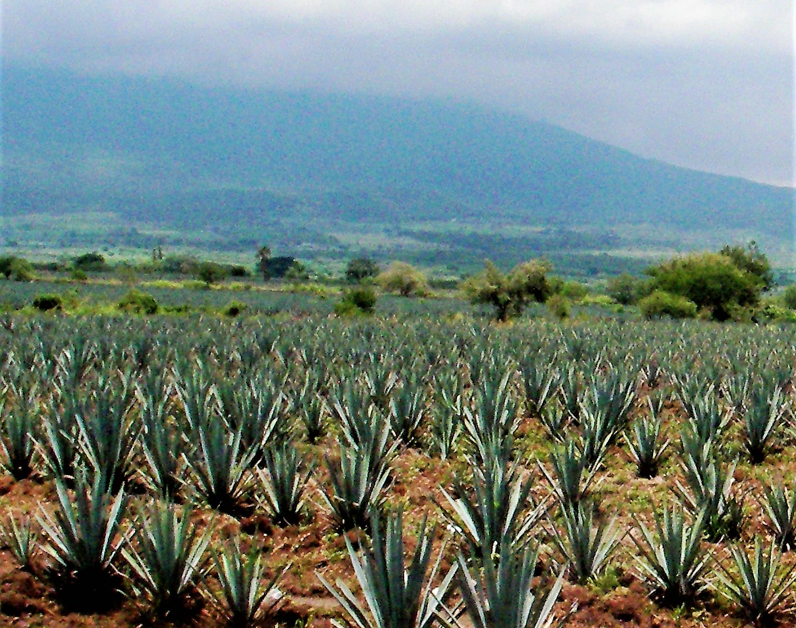 Mezcal – Breaking Ground in Mexico and Abroad – My Slice of Mexico