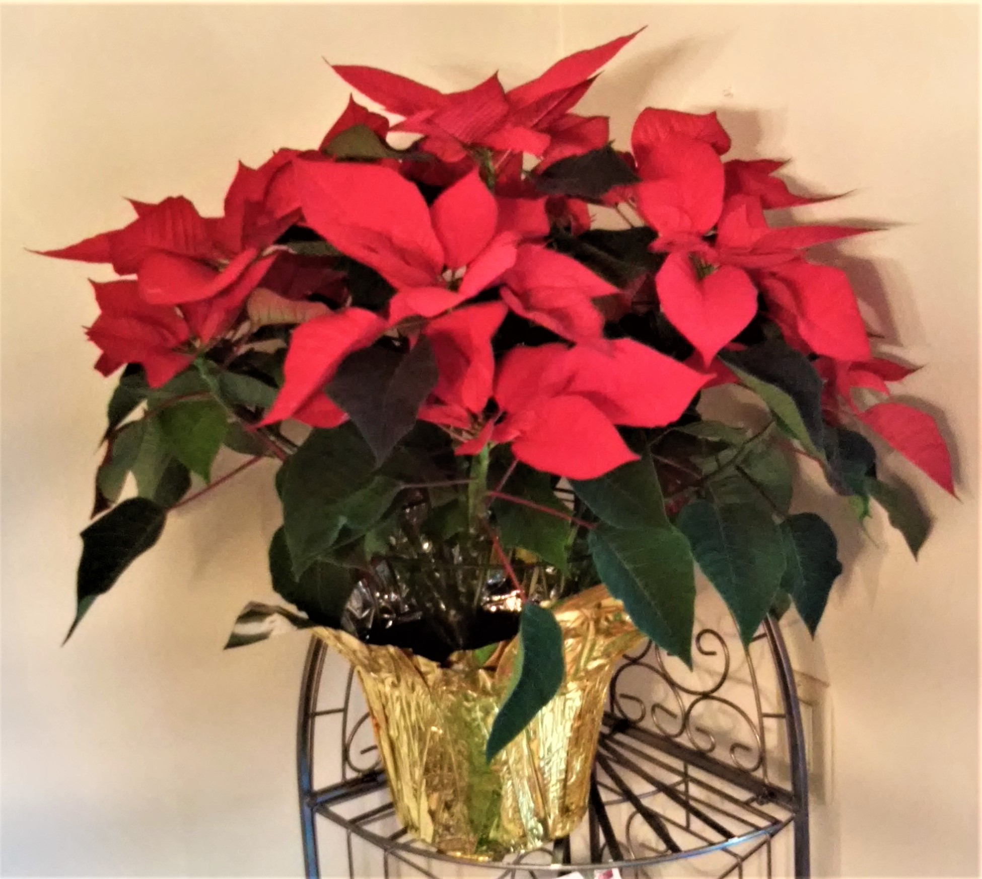 Poinsettias – From Tribute to Christmas Flower – My Slice of Mexico