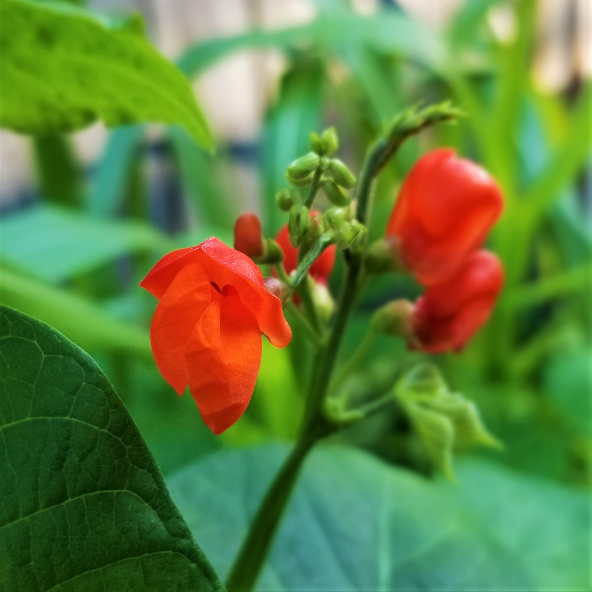 001 Scarlet red runner beans in bloom – My Slice of Mexico