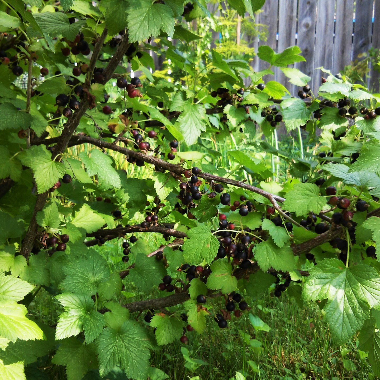 Black Currant Compote – My Slice of Mexico