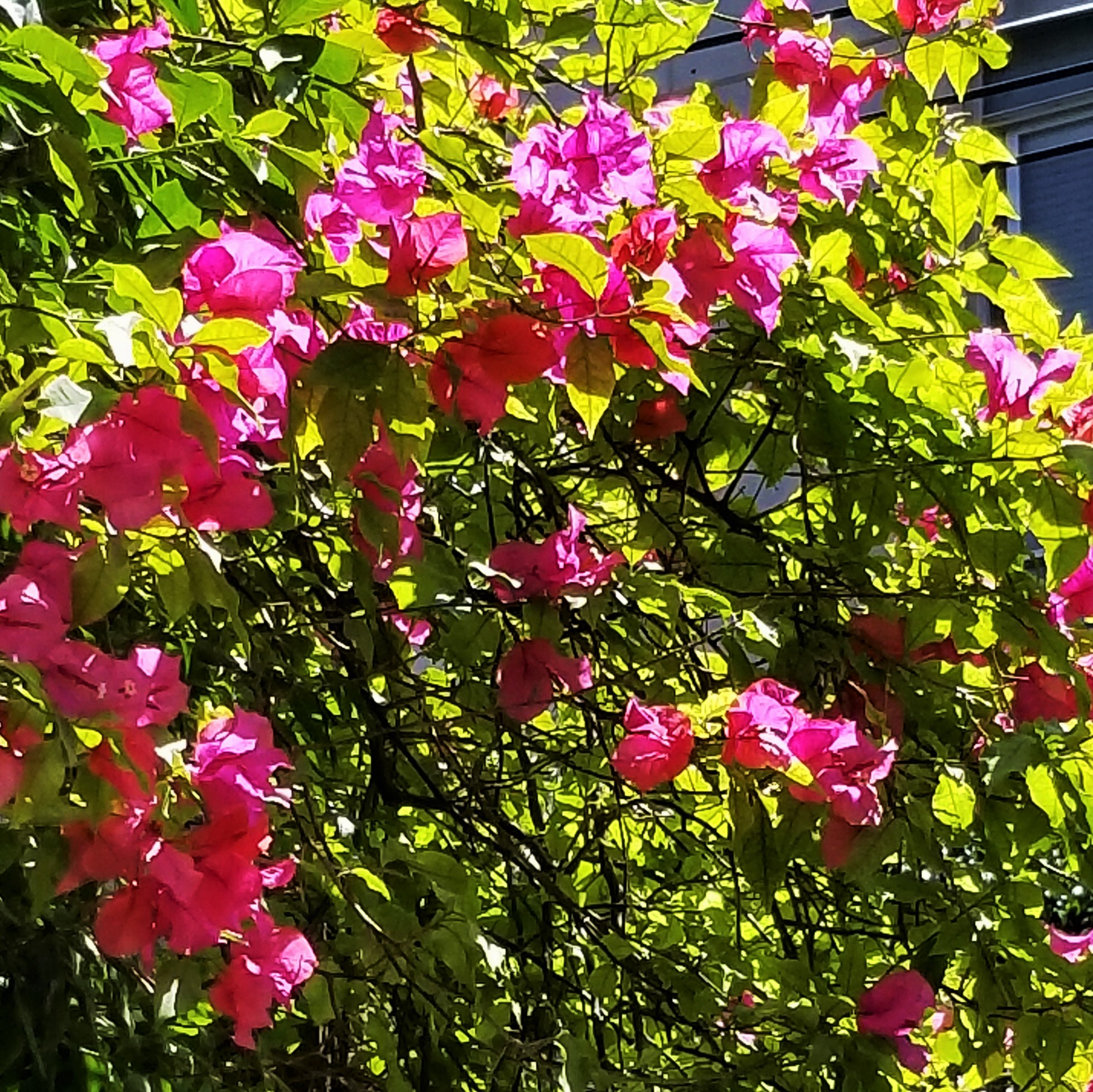 Rosa Mexicano – Mexican Pink – My Slice of Mexico