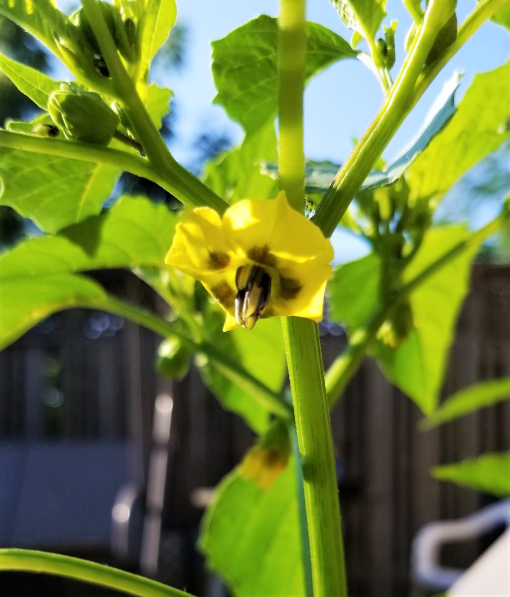 My Backyard Milpa – My Slice of Mexico