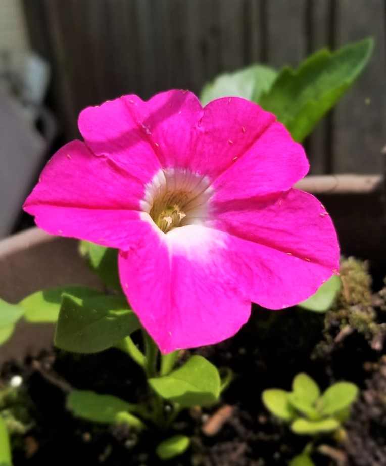 Rosa Mexicano – Mexican Pink – My Slice of Mexico