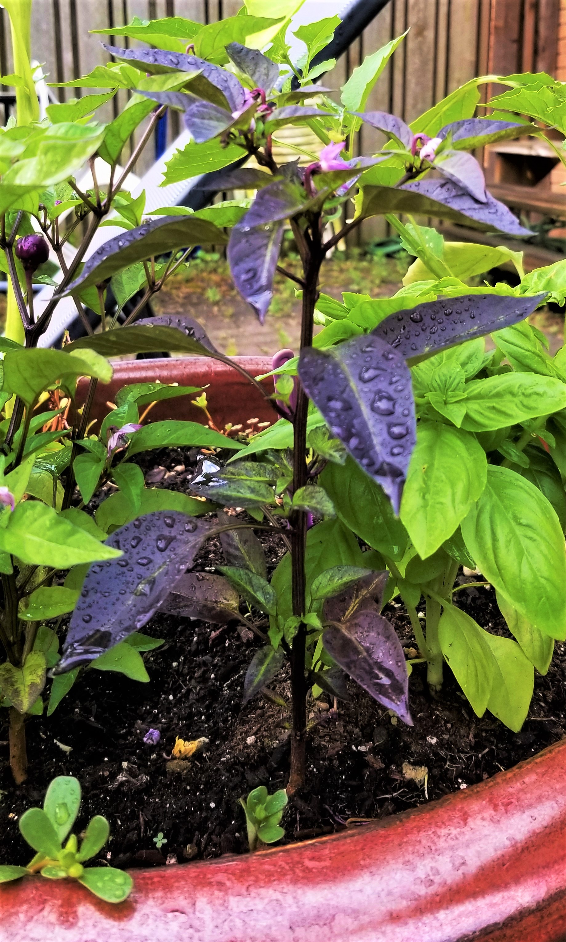 Flower of the Day – Filius Blue Pepper – My Slice of Mexico
