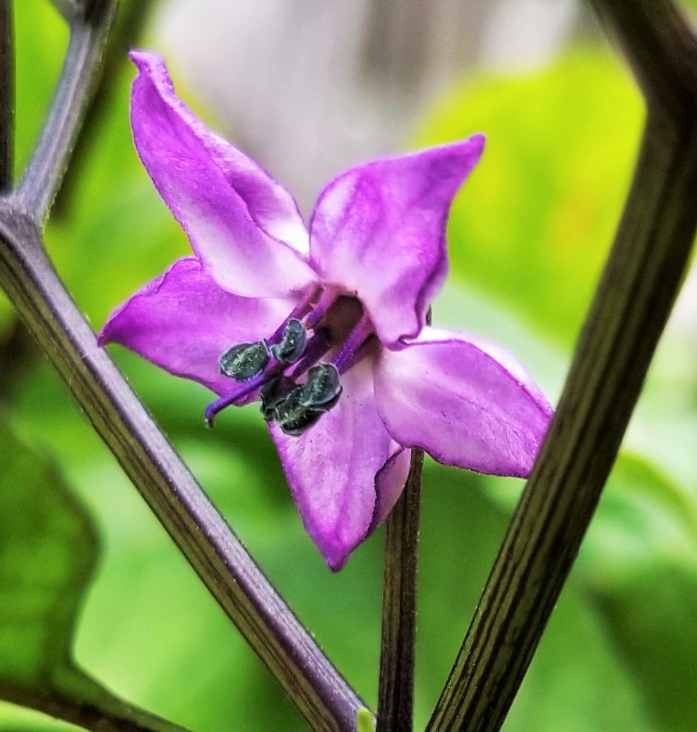 Flower of the Day – Filius Blue Pepper – My Slice of Mexico