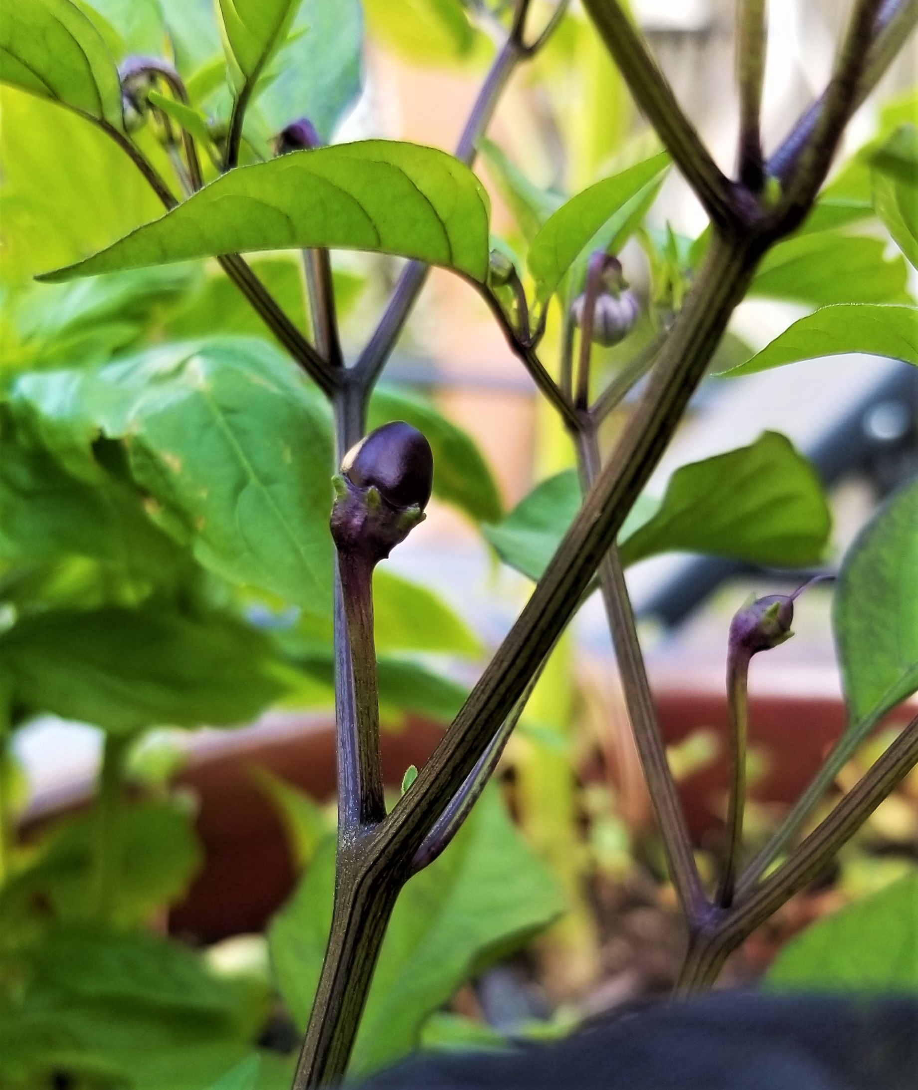 Flower of the Day – Filius Blue Pepper – My Slice of Mexico