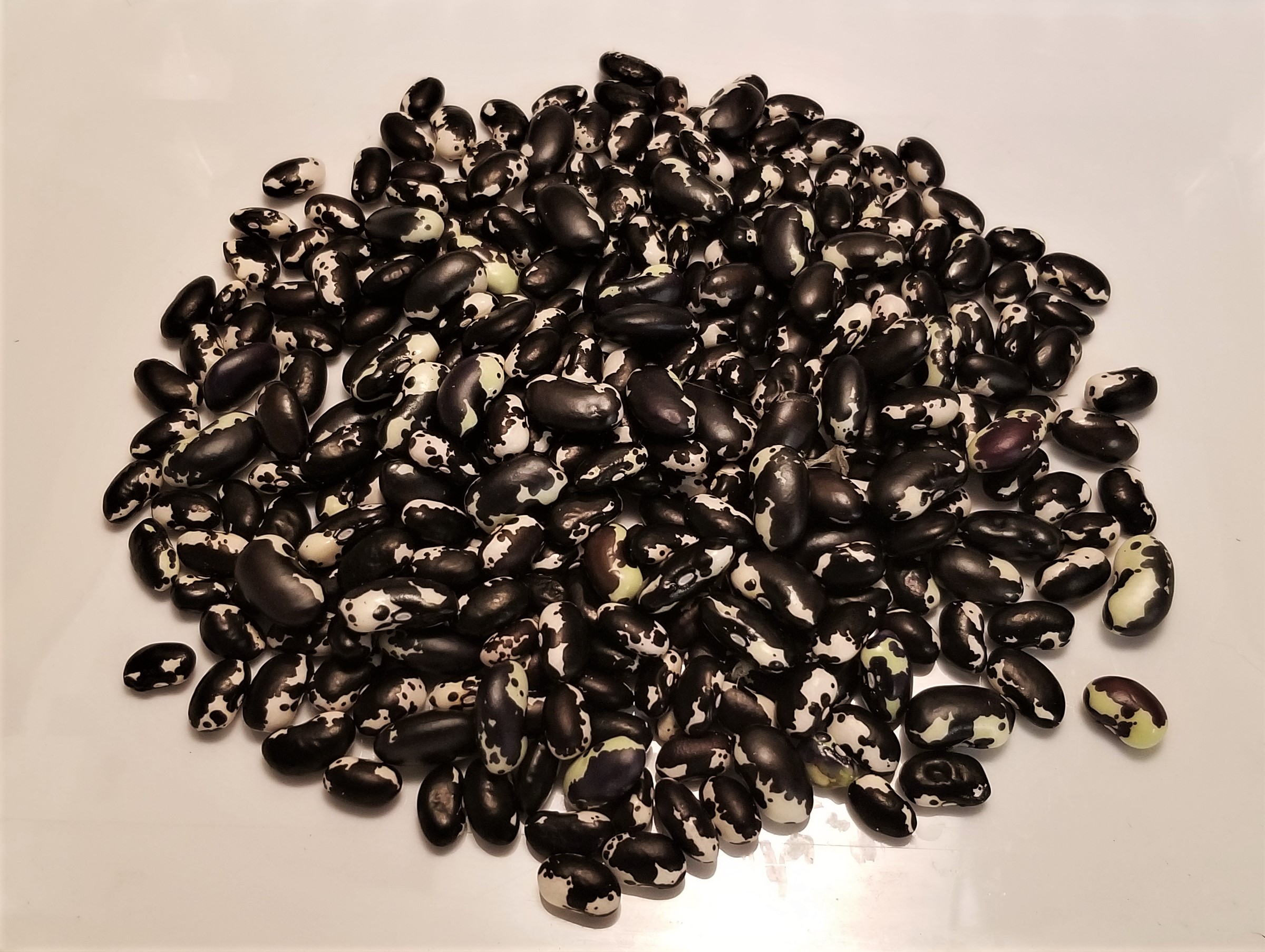Homegrown Beans – Easy and Fun – My Slice of Mexico