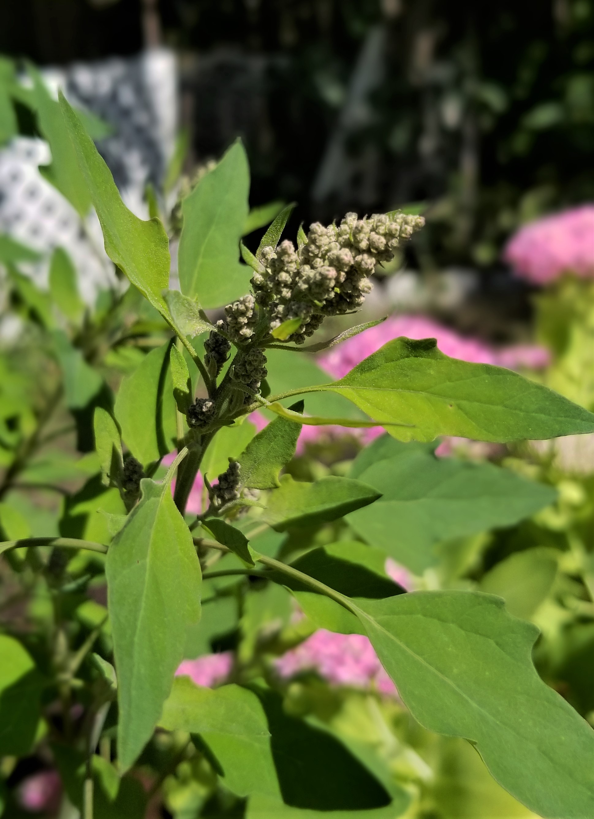FOTD – Huauzontle – My Slice of Mexico