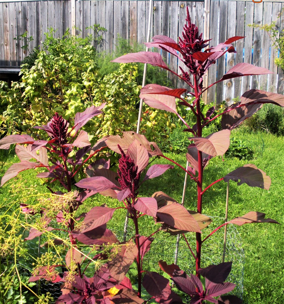 FOTD – Amaranth – My Slice of Mexico