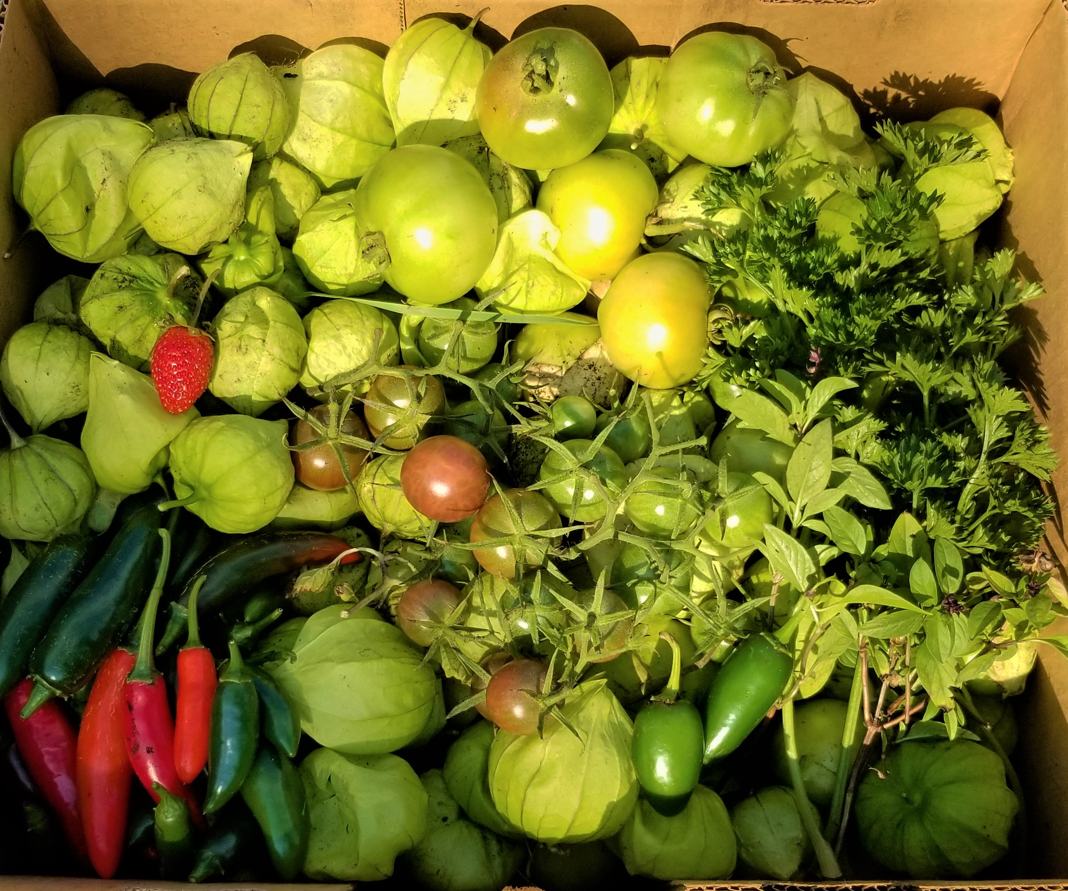 FOTD – Harvest Box – My Slice of Mexico