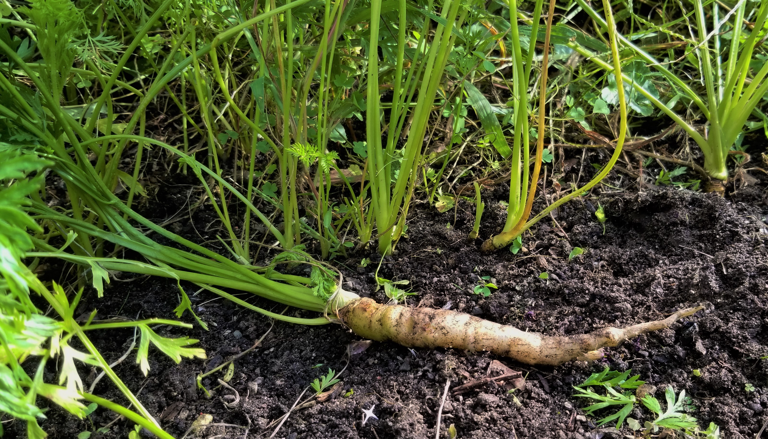 FOTD – Harvest Update: Carrots – My Slice of Mexico