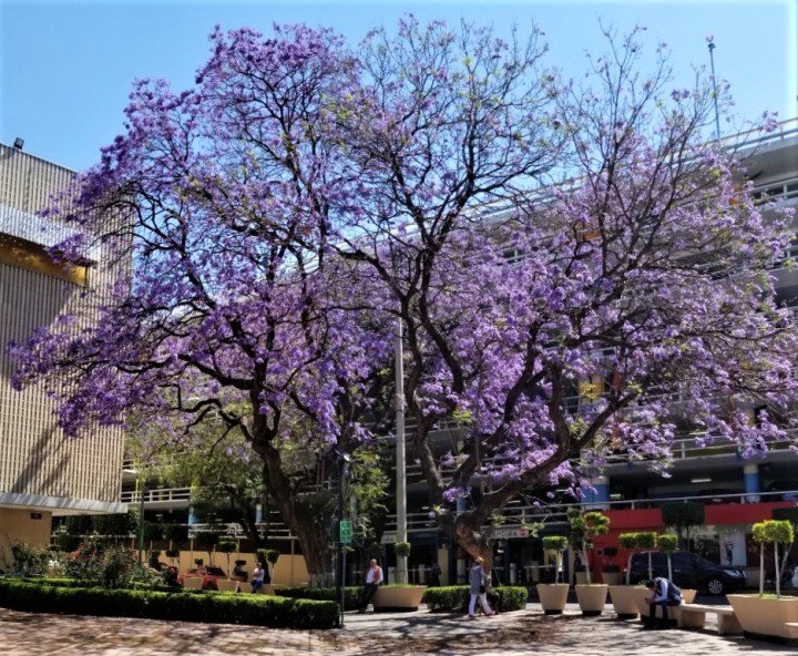 About the Birds and the Bugs, and the Flowers on the Trees – My Slice ...