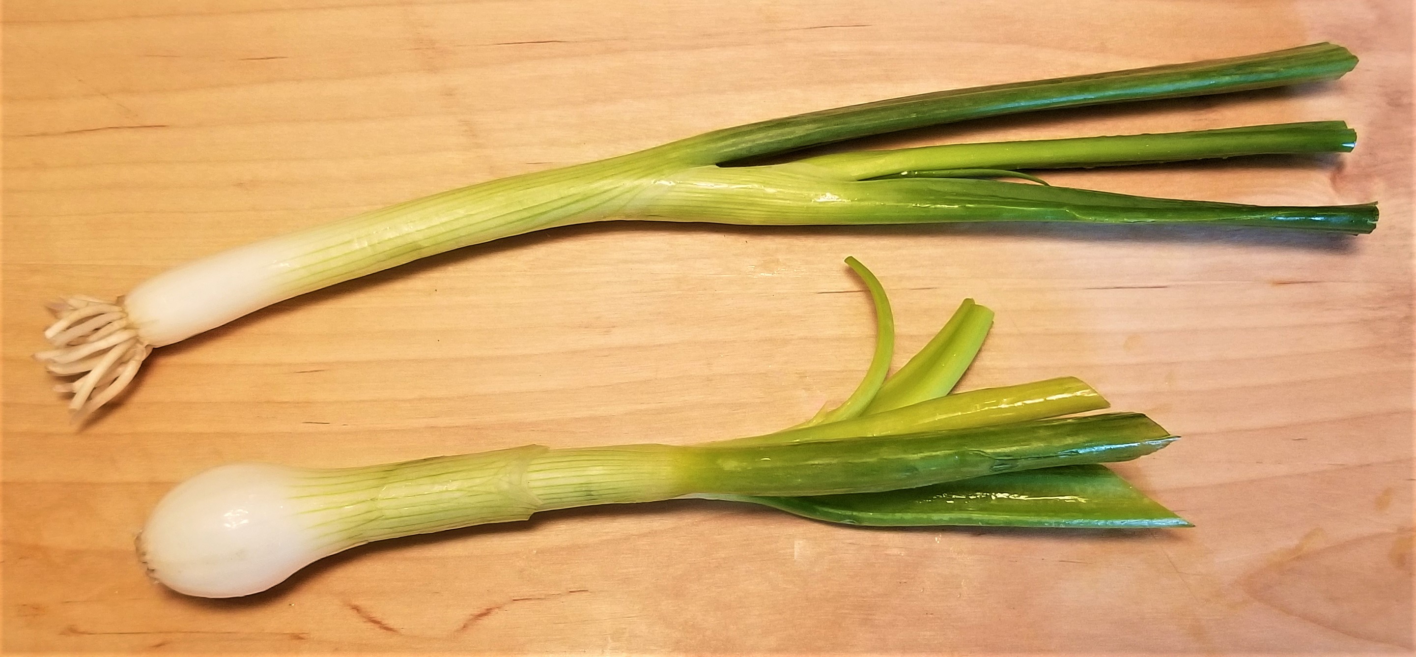 Multipliers – A Special Kind of Onion – My Slice of Mexico