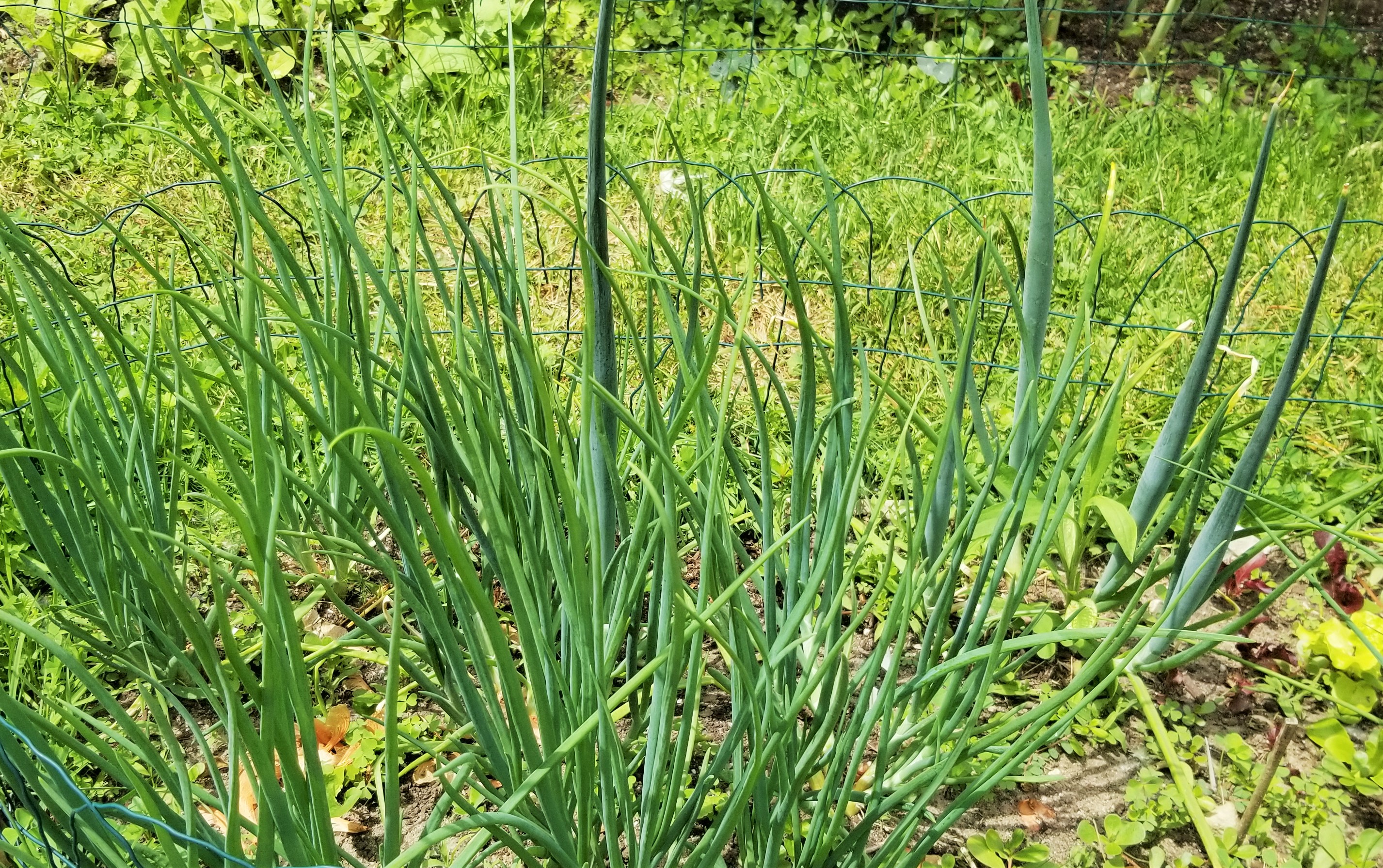 Harvest of the Day – A Year Later – My Slice of Mexico