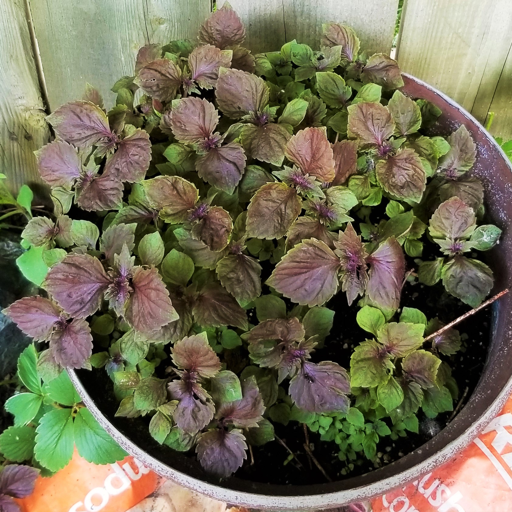 Harvest of the Day – A Year Later – My Slice of Mexico