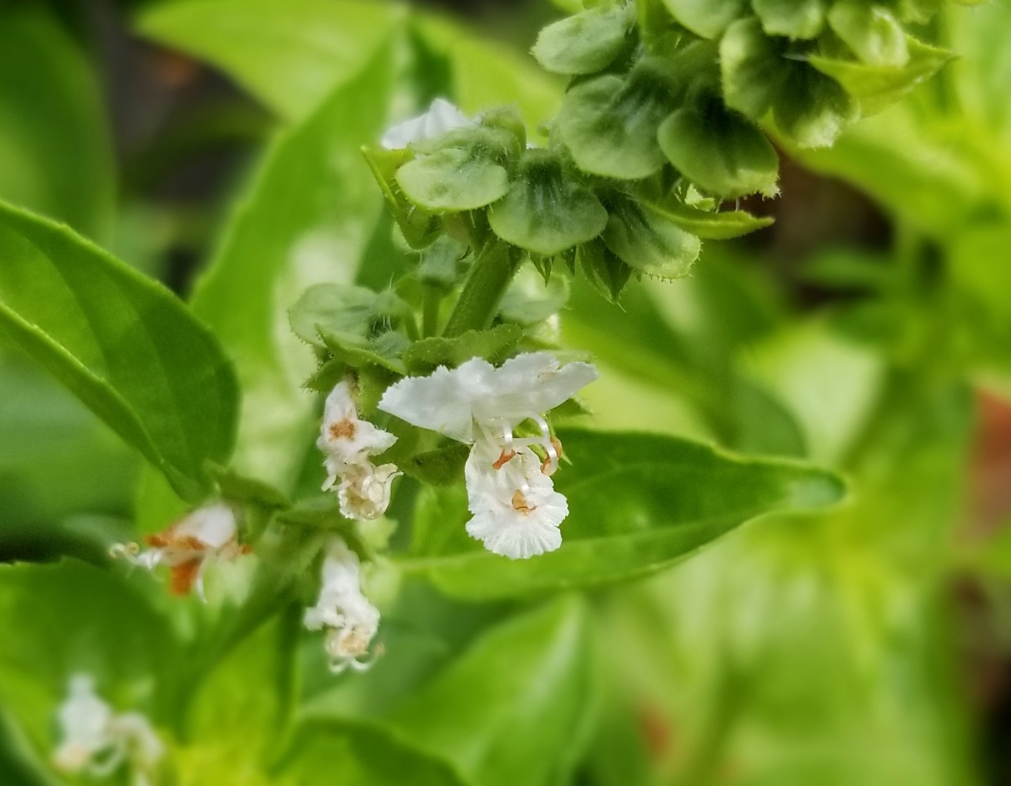Flower of the Day – Basil – My Slice of Mexico