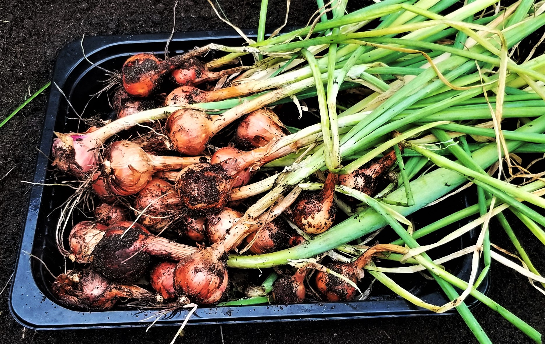 Harvest Time – Multiplier Onions – My Slice of Mexico