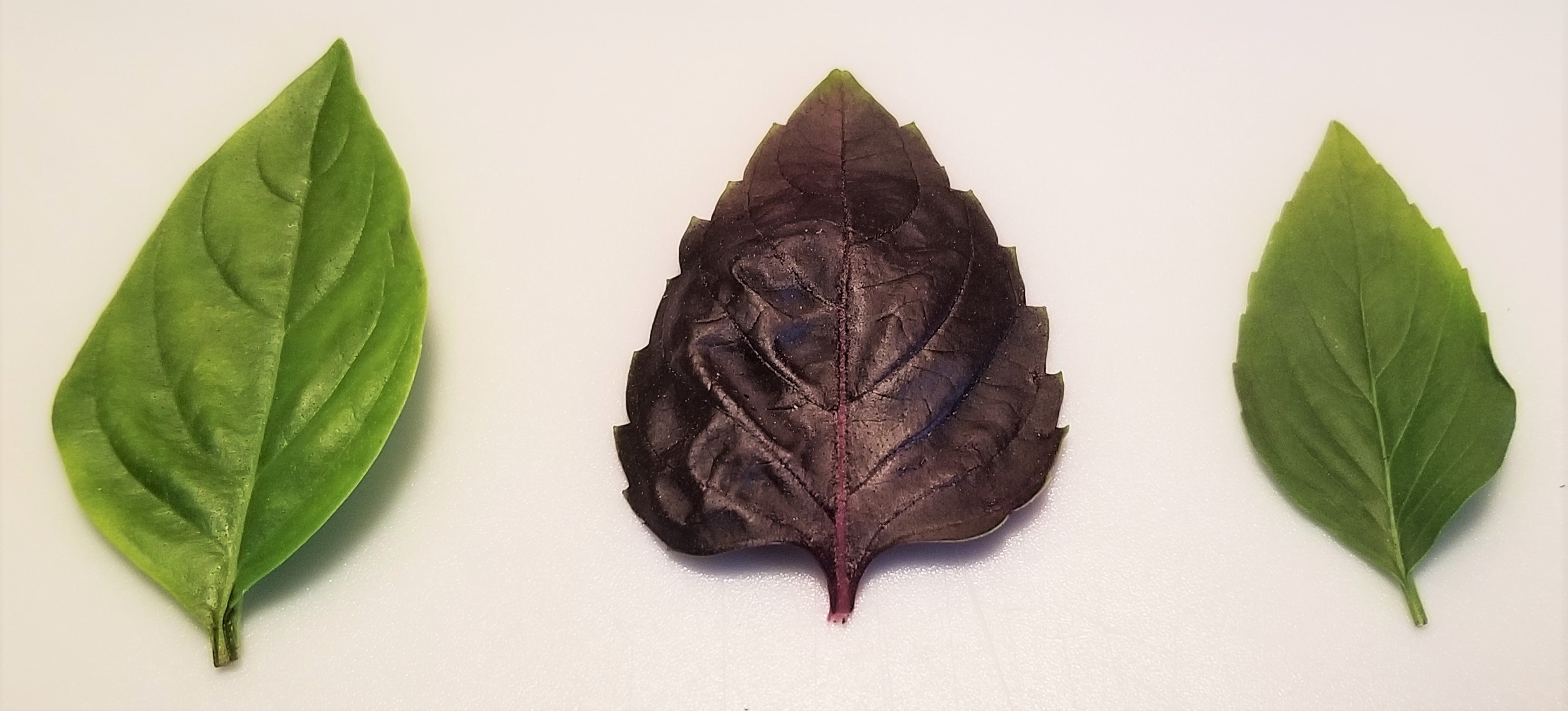 Flower of the Day – Basil – My Slice of Mexico