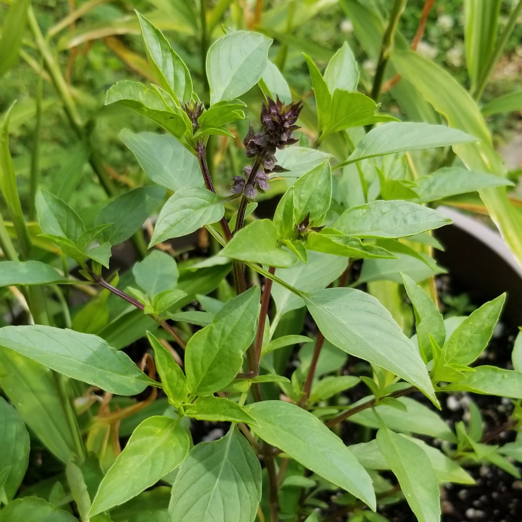 Flower of the Day – Basil – My Slice of Mexico