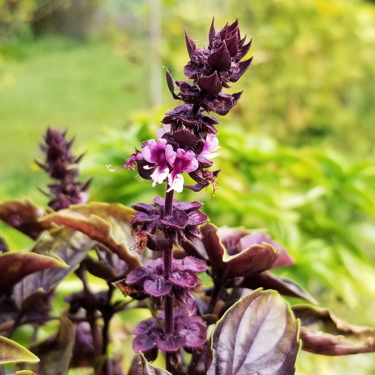 Flower of the Day – Basil – My Slice of Mexico