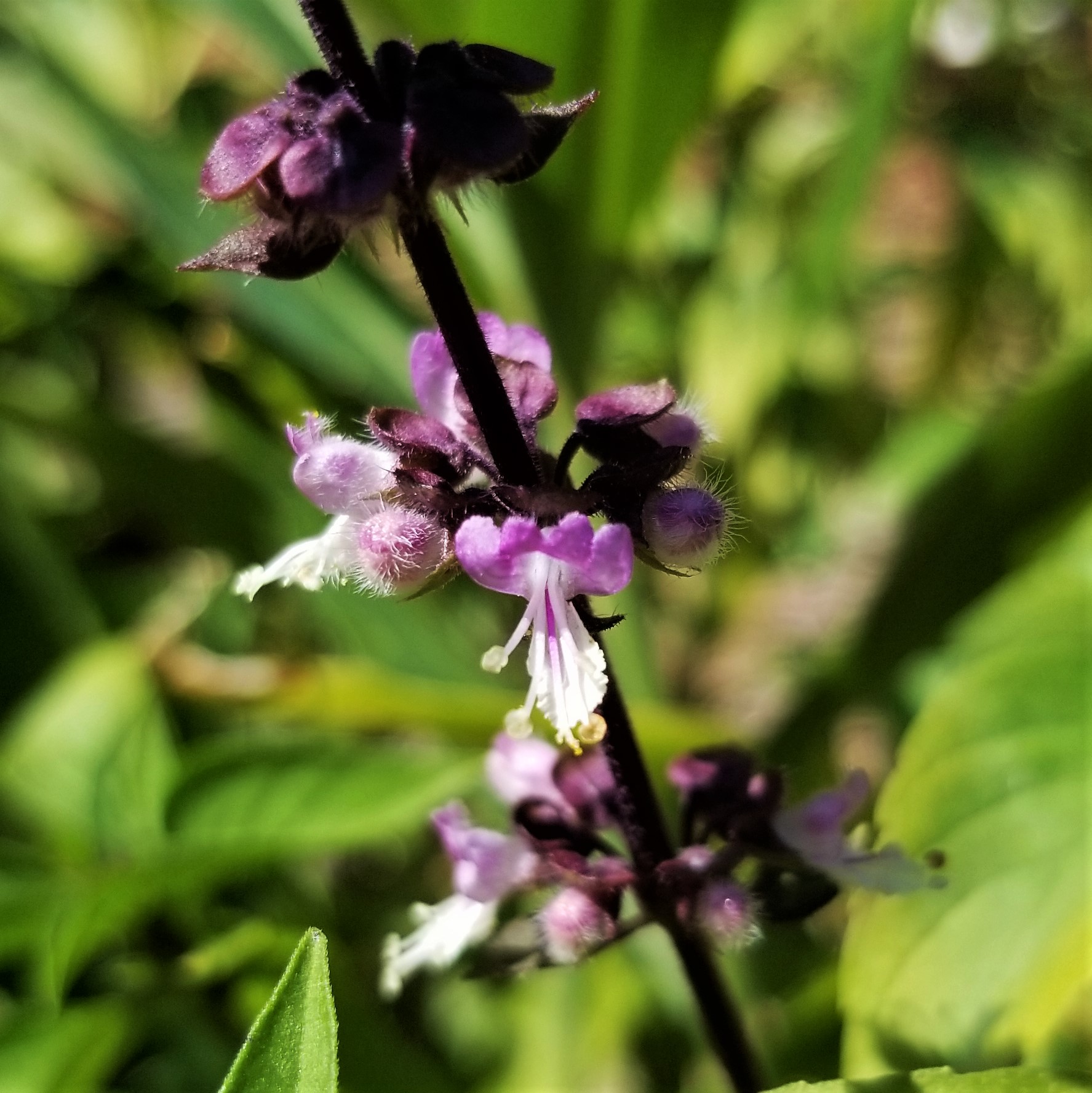 Flower of the Day – Basil – My Slice of Mexico