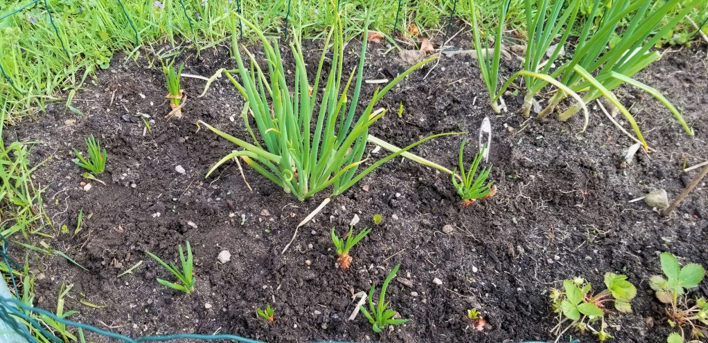 Harvest Time – Multiplier Onions – My Slice of Mexico