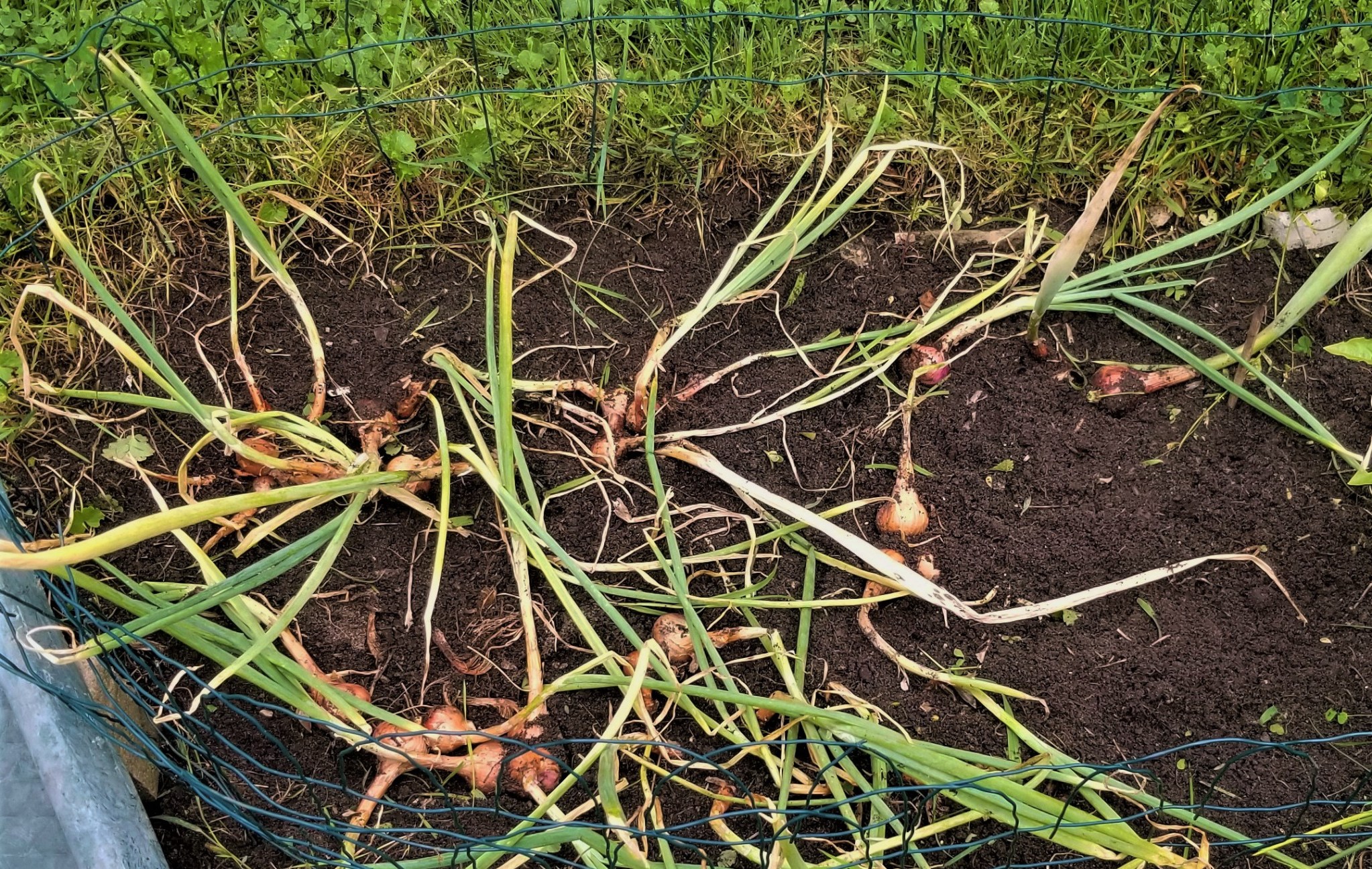 Harvest Time – Multiplier Onions – My Slice of Mexico