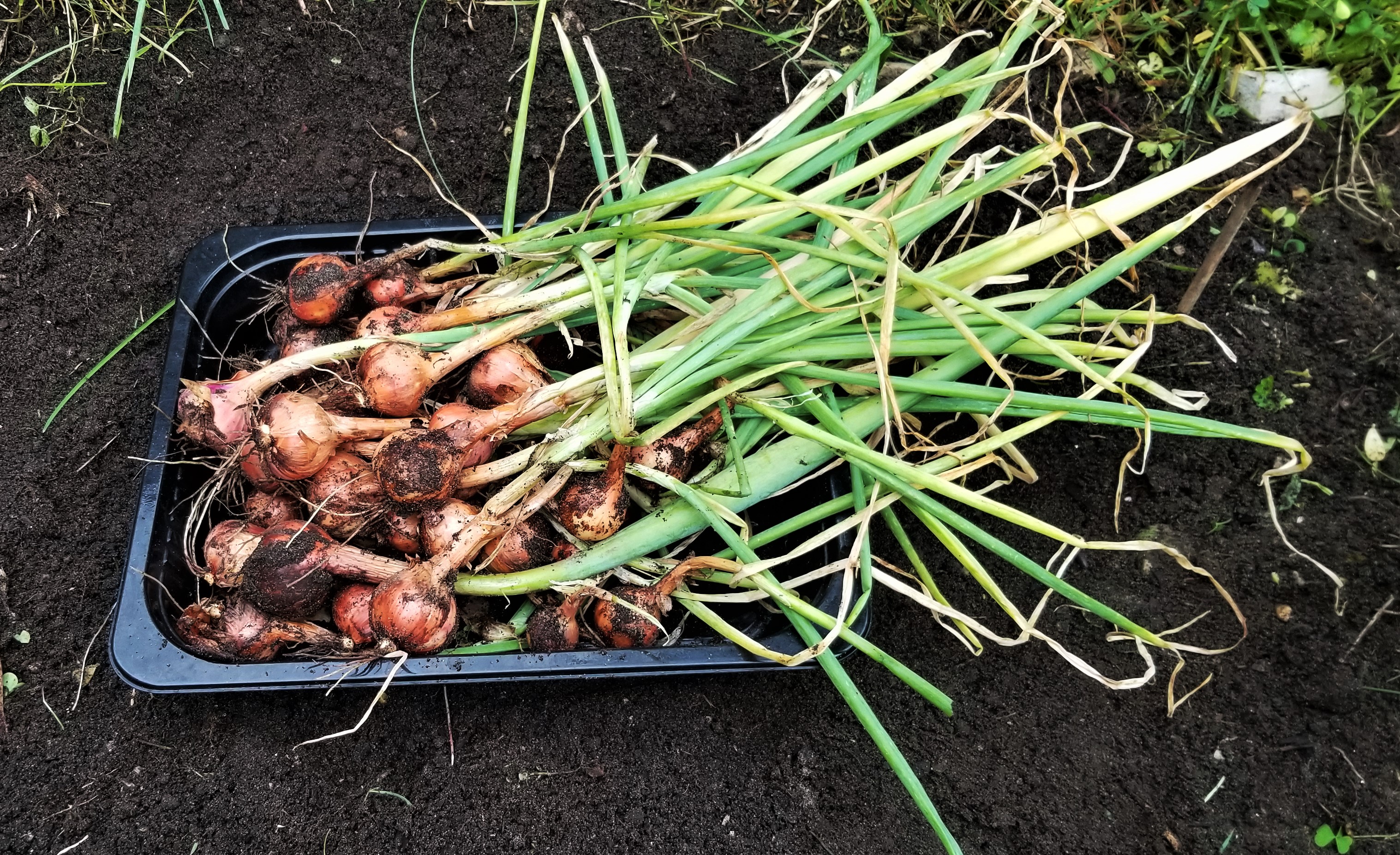 Harvest Time – Multiplier Onions – My Slice of Mexico
