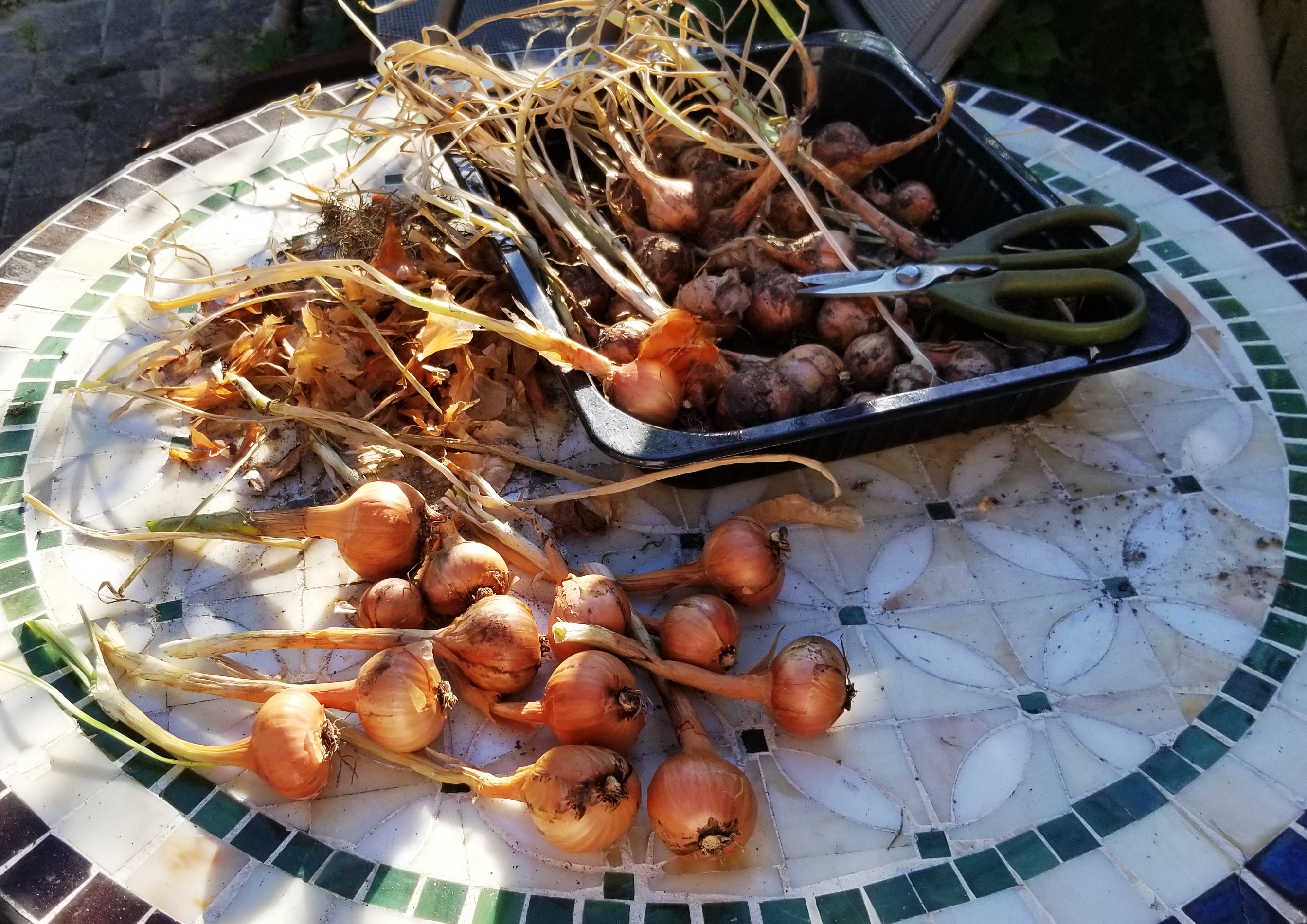 Harvest Time – Multiplier Onions – My Slice of Mexico