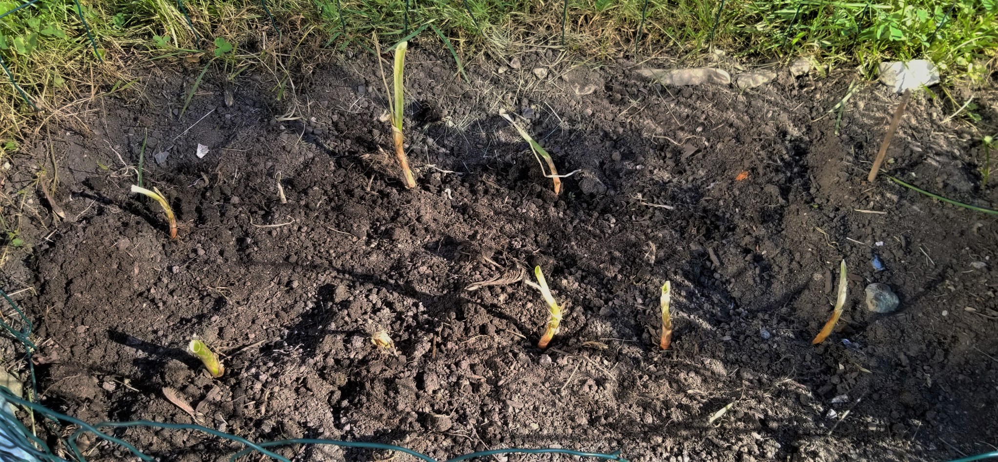 Harvest Time – Multiplier Onions – My Slice of Mexico