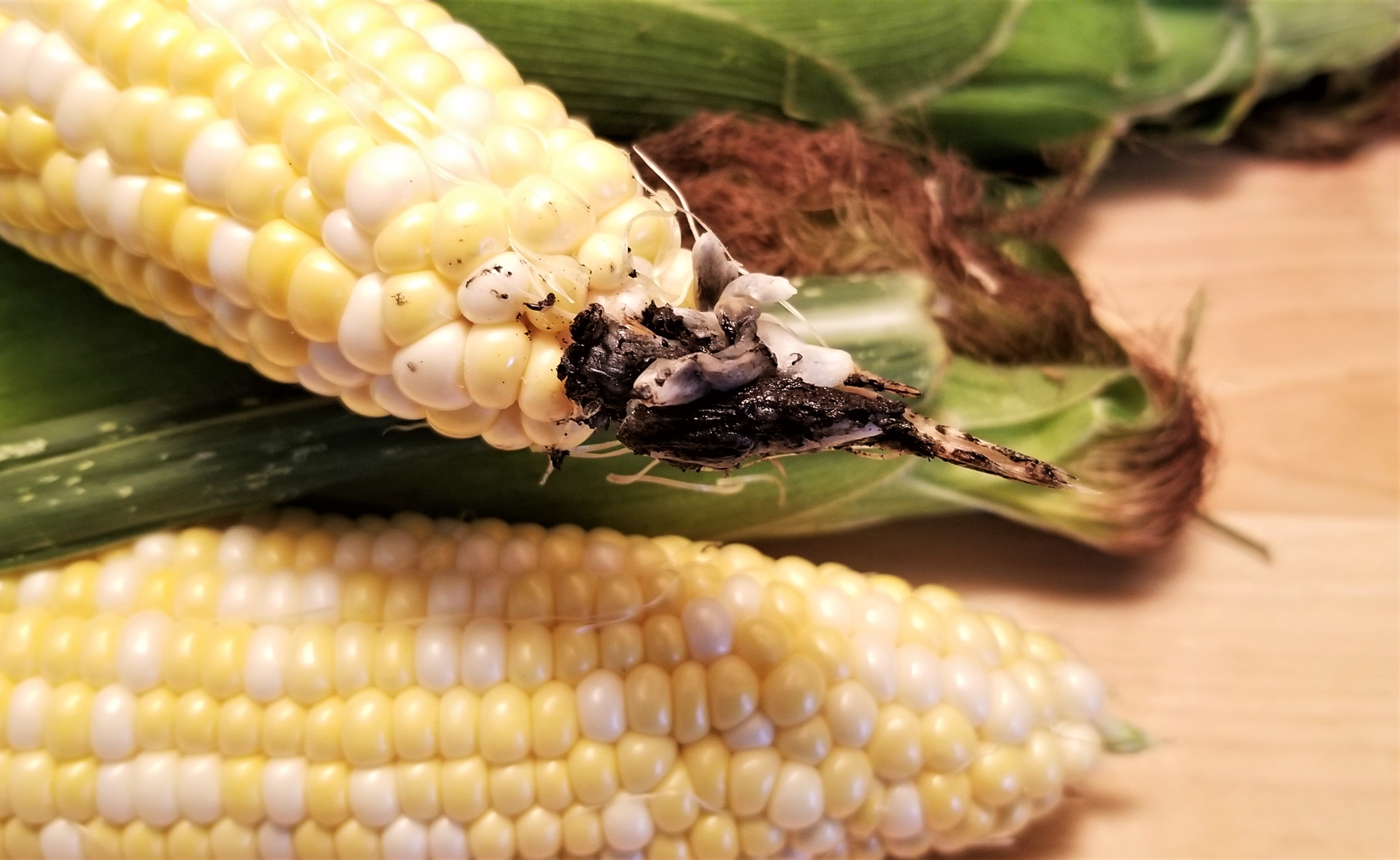 Huitlacoche – The Mexican Truffle – My Slice of Mexico