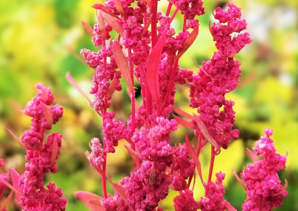 Fall Harvest and Cooking – Huauzontle – My Slice of Mexico