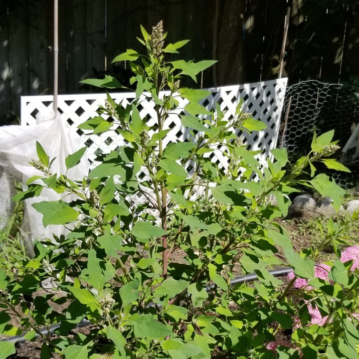 Fall Harvest and Cooking – Huauzontle – My Slice of Mexico