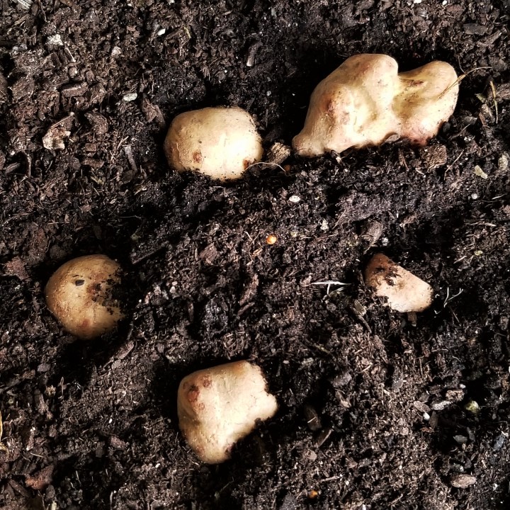 Sunchokes – Rediscovering an Ancient Crop – My Slice of Mexico