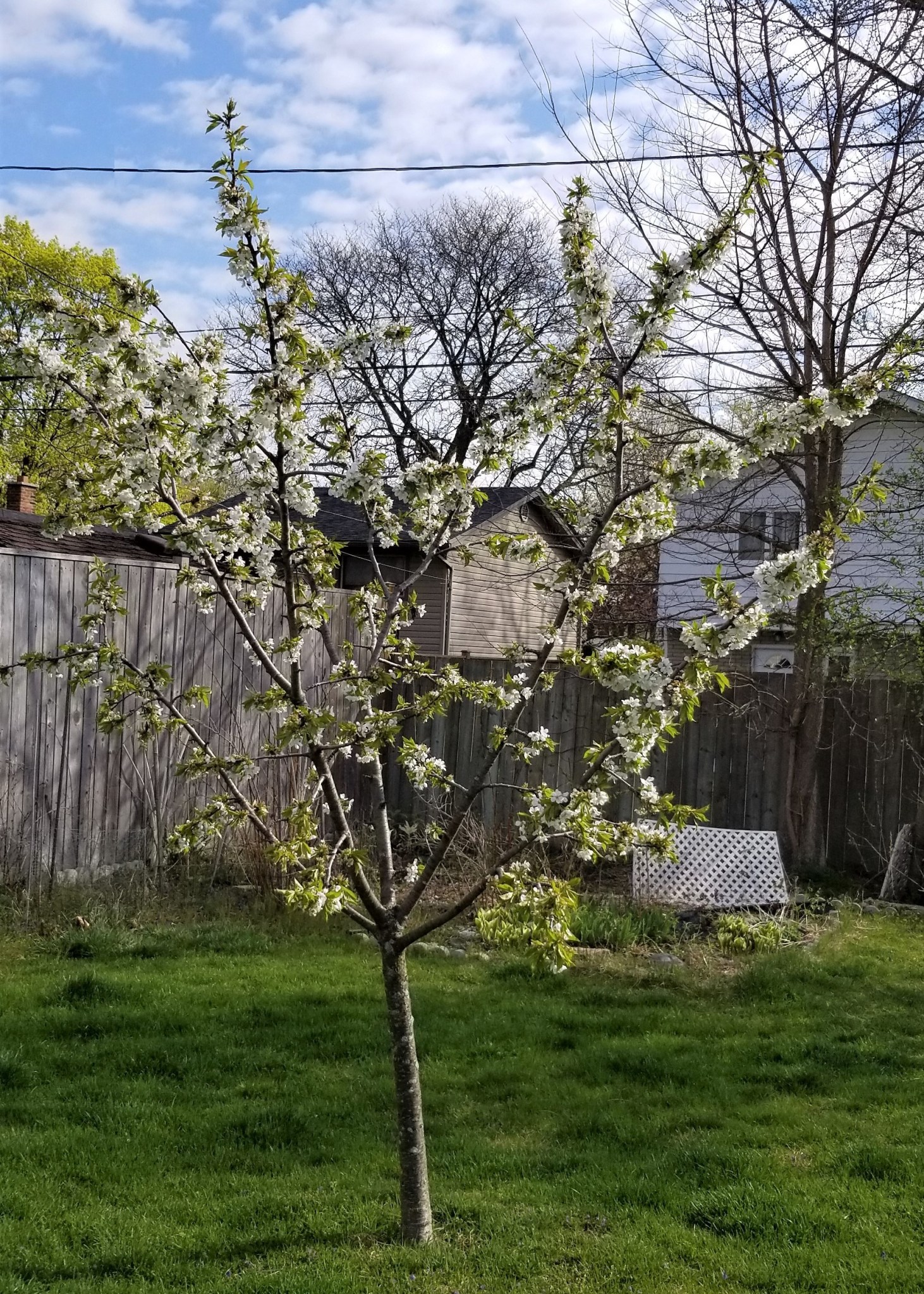 Flower of the Day – The Earliest Cherry Blossoms – My Slice of Mexico