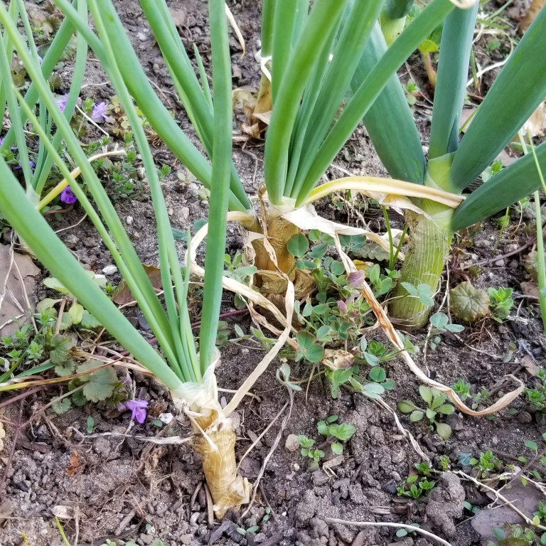 Crop Update – Indoors and Outdoors – My Slice of Mexico