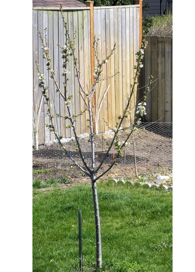 Flower of the Day – The Earliest Cherry Blossoms – My Slice of Mexico