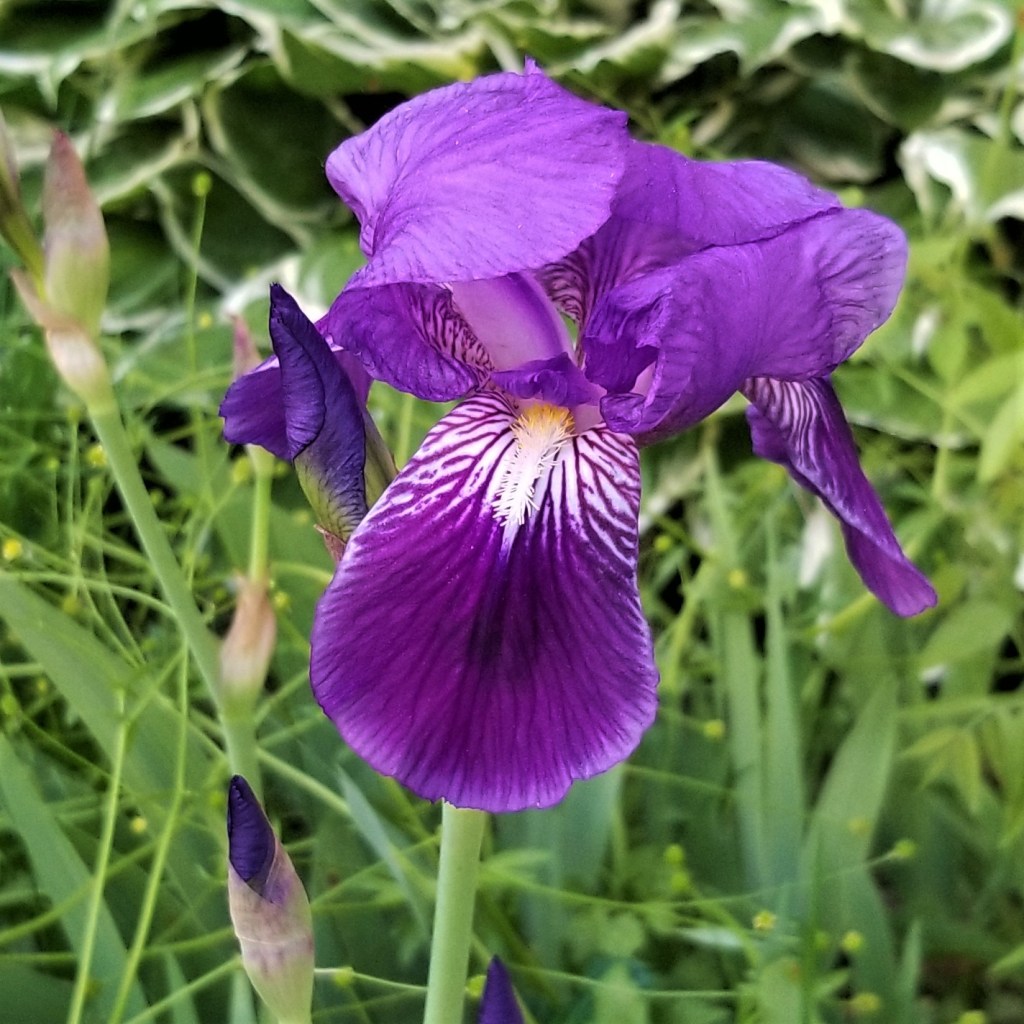 Flower of the Day – Iris – My Slice of Mexico
