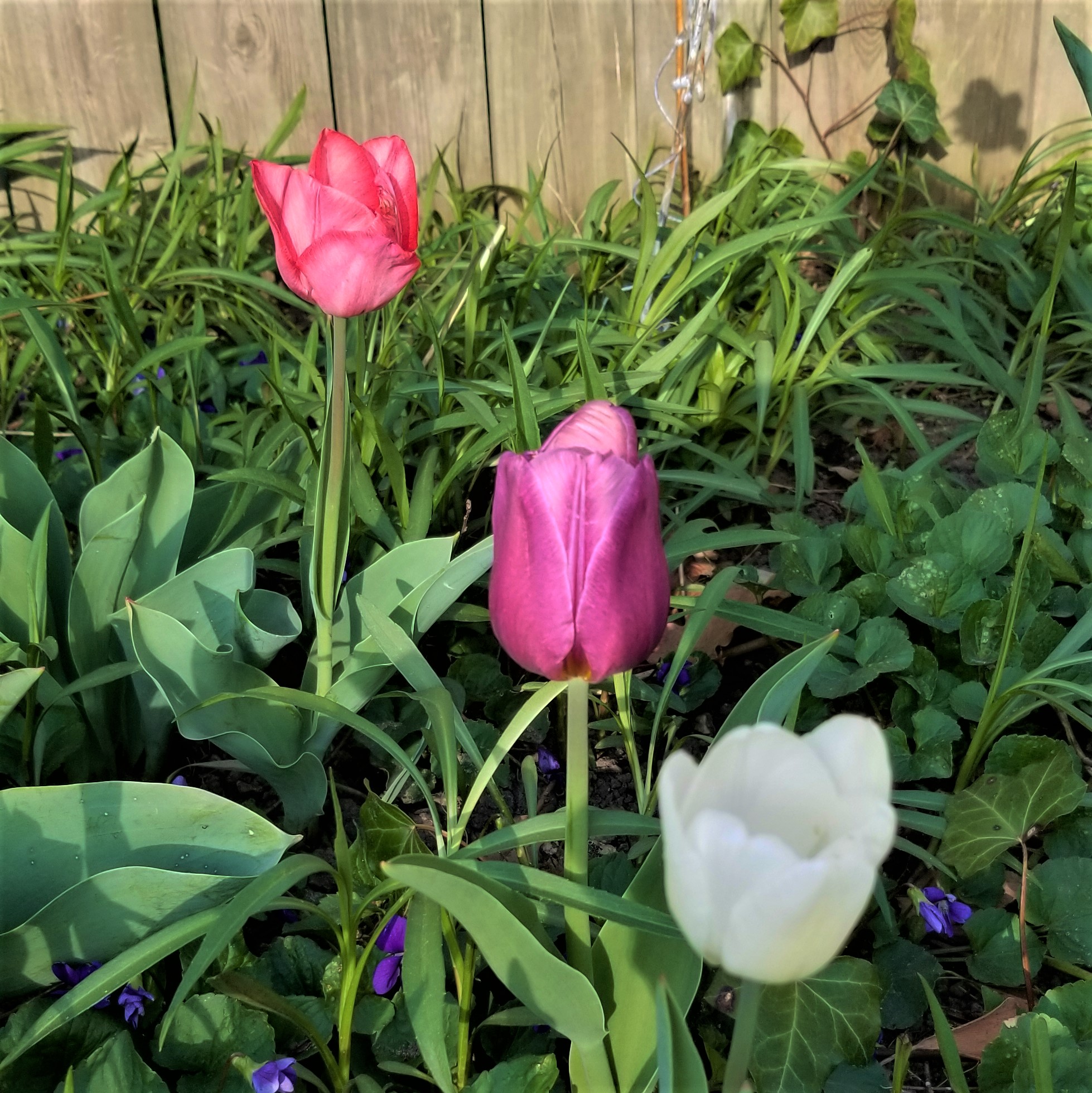 Flower of the Day – Tulip – My Slice of Mexico