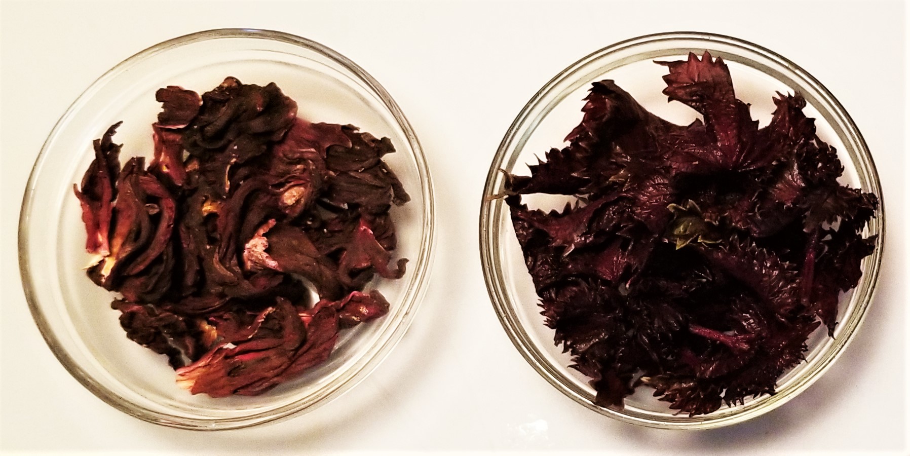 Flower of the Day – Red Perilla – My Slice of Mexico