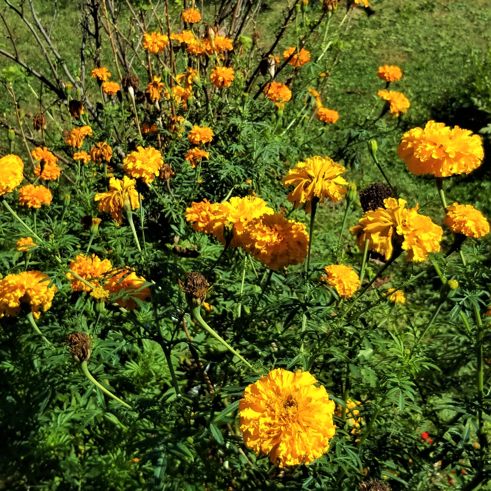 Flower of the Day of the Dead – Cempasúchil – My Slice of Mexico