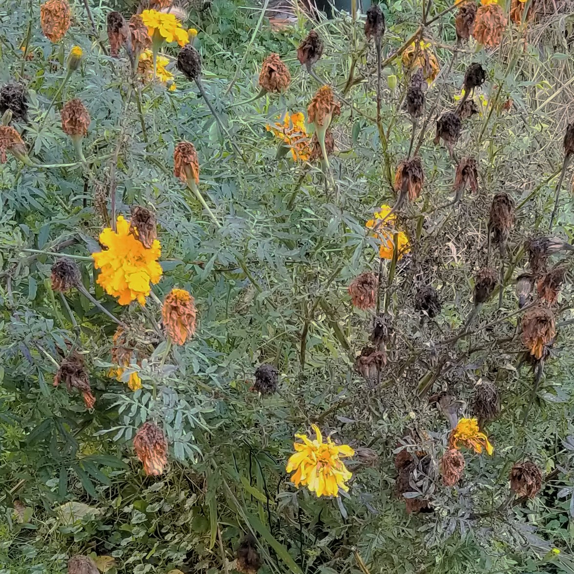 Flower of the Day of the Dead – Cempasúchil – My Slice of Mexico