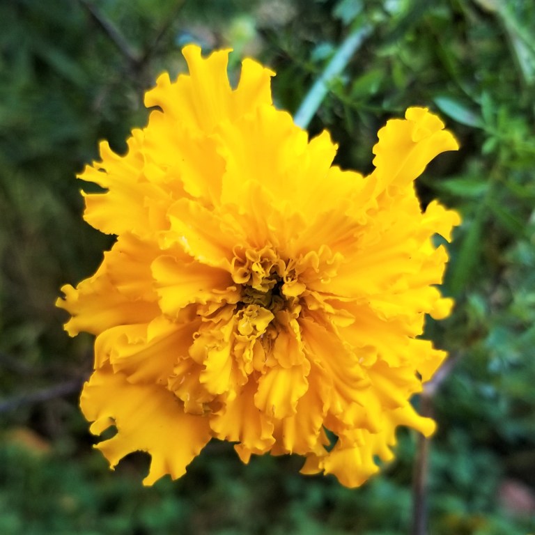 Flower of the Day of the Dead – Cempasúchil – My Slice of Mexico